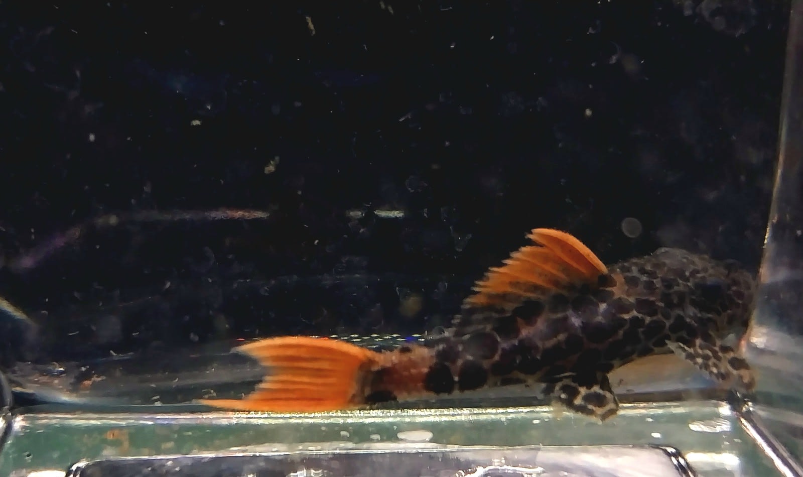 L600 Pleco for sale in Darra | Fish | Gumtree Australia Brisbane South ...