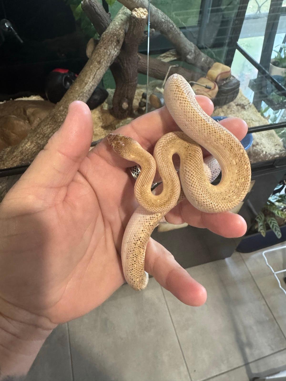 Female marble children’s python and a female albino python | Reptiles ...