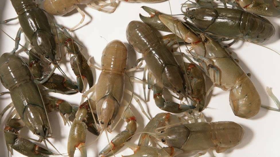 Dam Stocking/Breeding size Yabbies & Blue Fish tank Yabbies $1.50 each ...