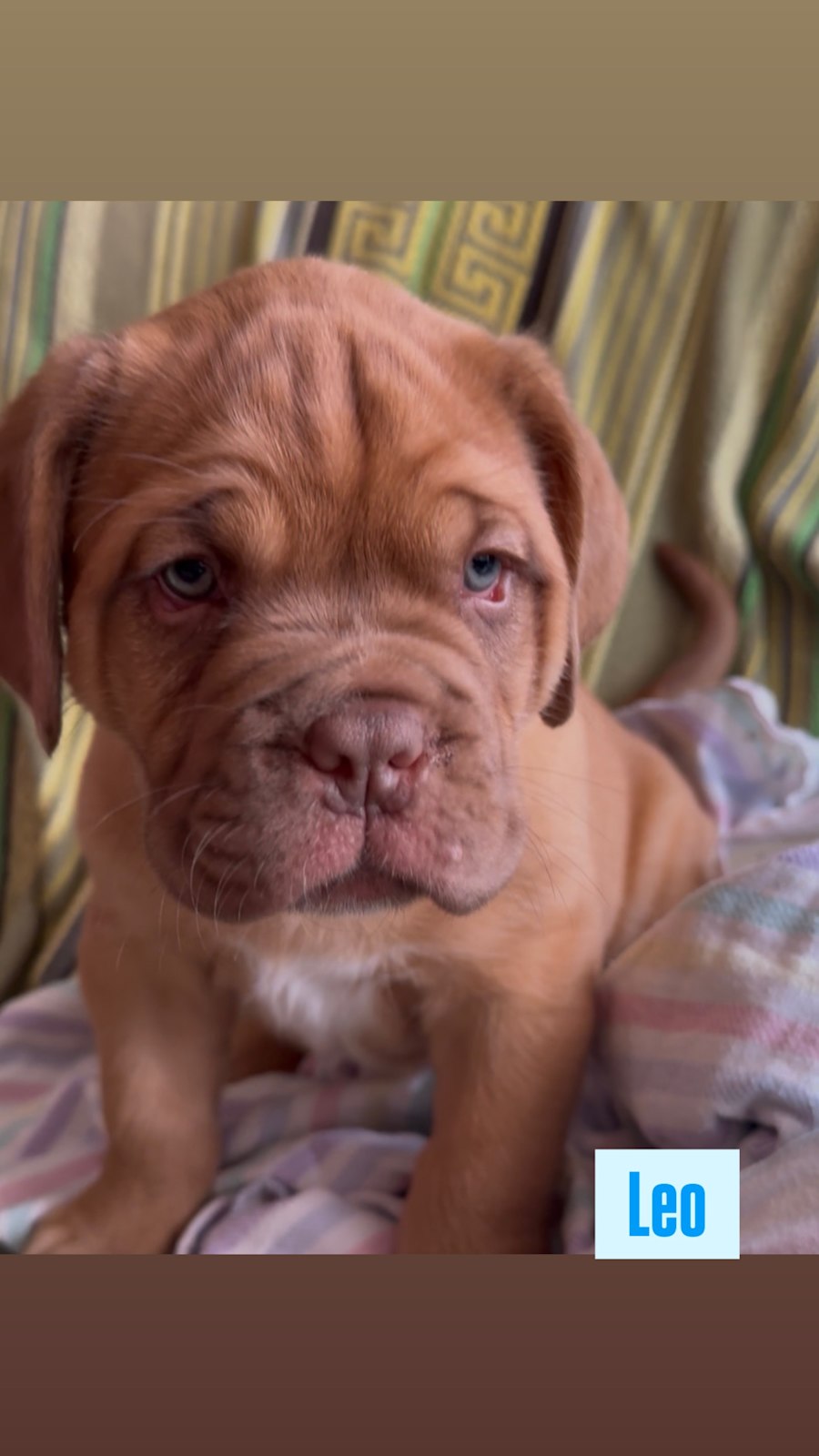 Pups for sale | Dogs & Puppies | Gumtree Australia Geelong City ...