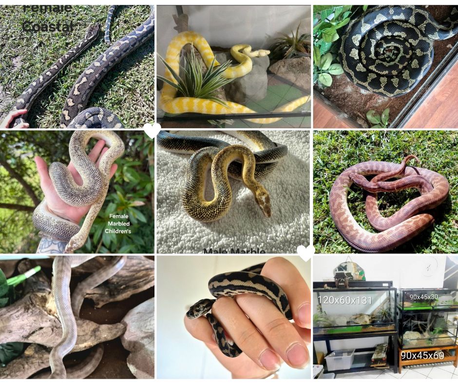 Pythons and enclosures Sell out | Reptiles & Amphibians | Gumtree ...