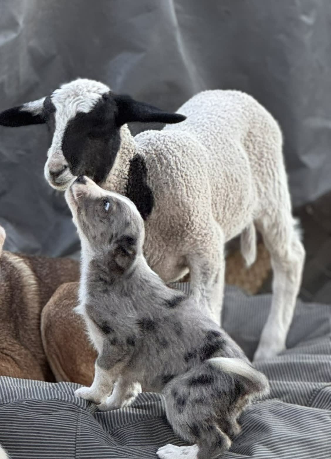 Blue Eyed Blue Merle Koolie x Kelpie pups | Dogs & Puppies | Gumtree ...