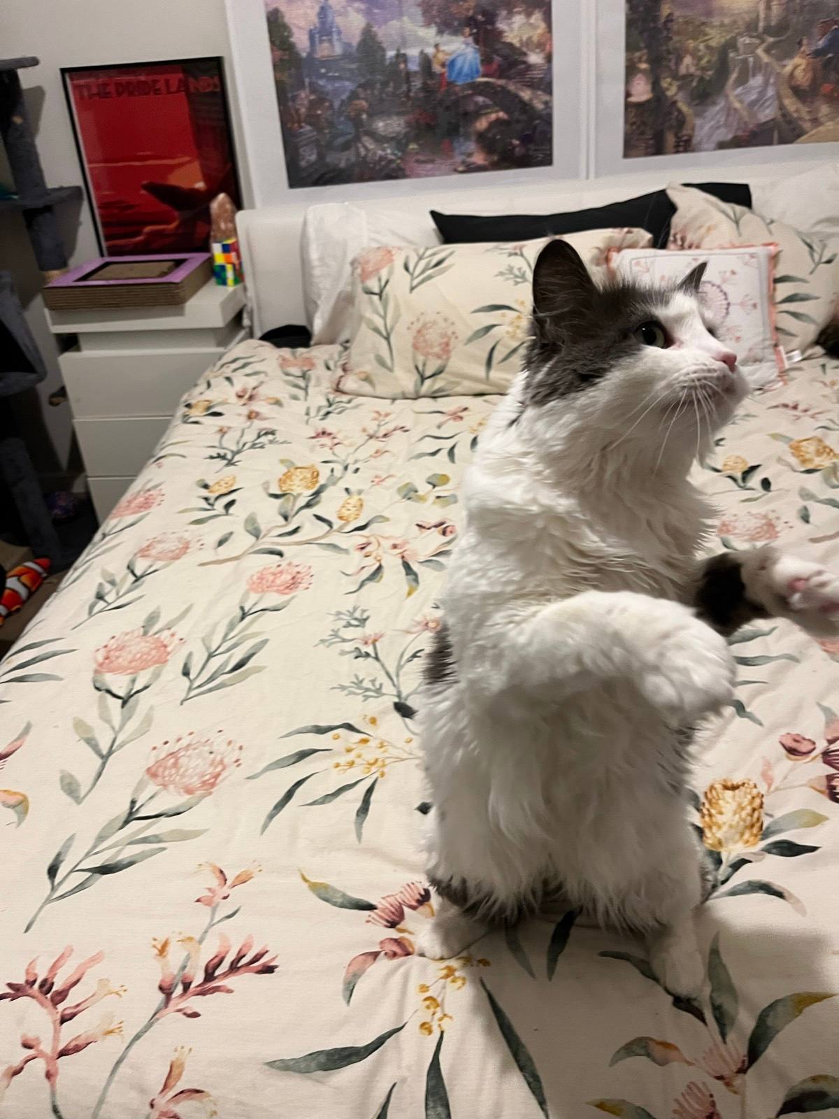 Female cat 4 year old | Cats & Kittens | Gumtree Australia Cardinia ...