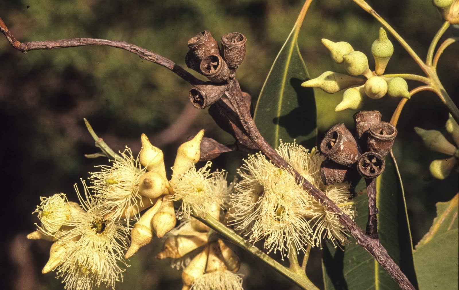 Eucalyptus Robusta (Swamp Mahogany) - Plants in Sydney City NSW ...