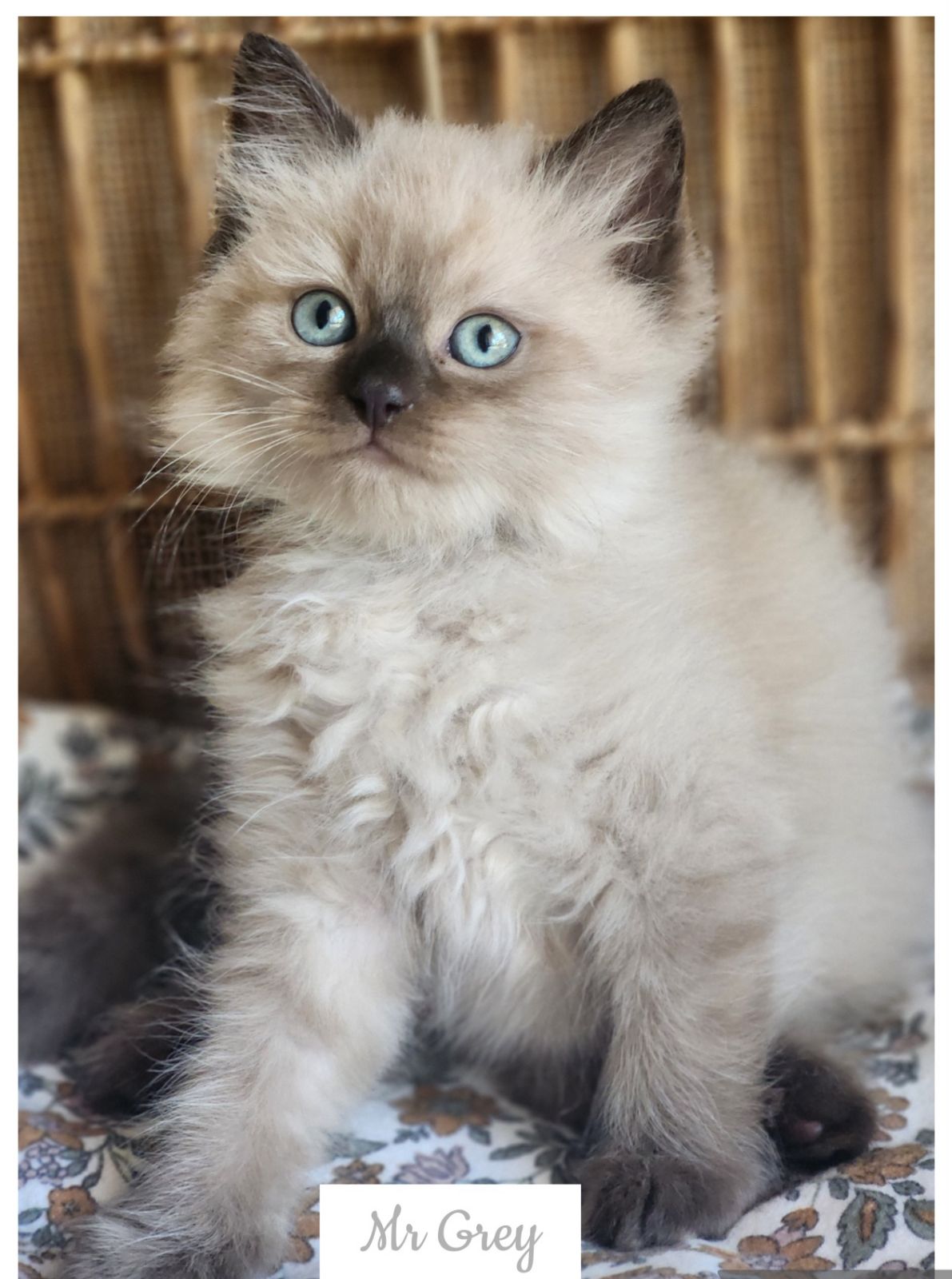 *Rare Sepia and Mink Purebred Ragdoll Kittens | Cats & Kittens ...