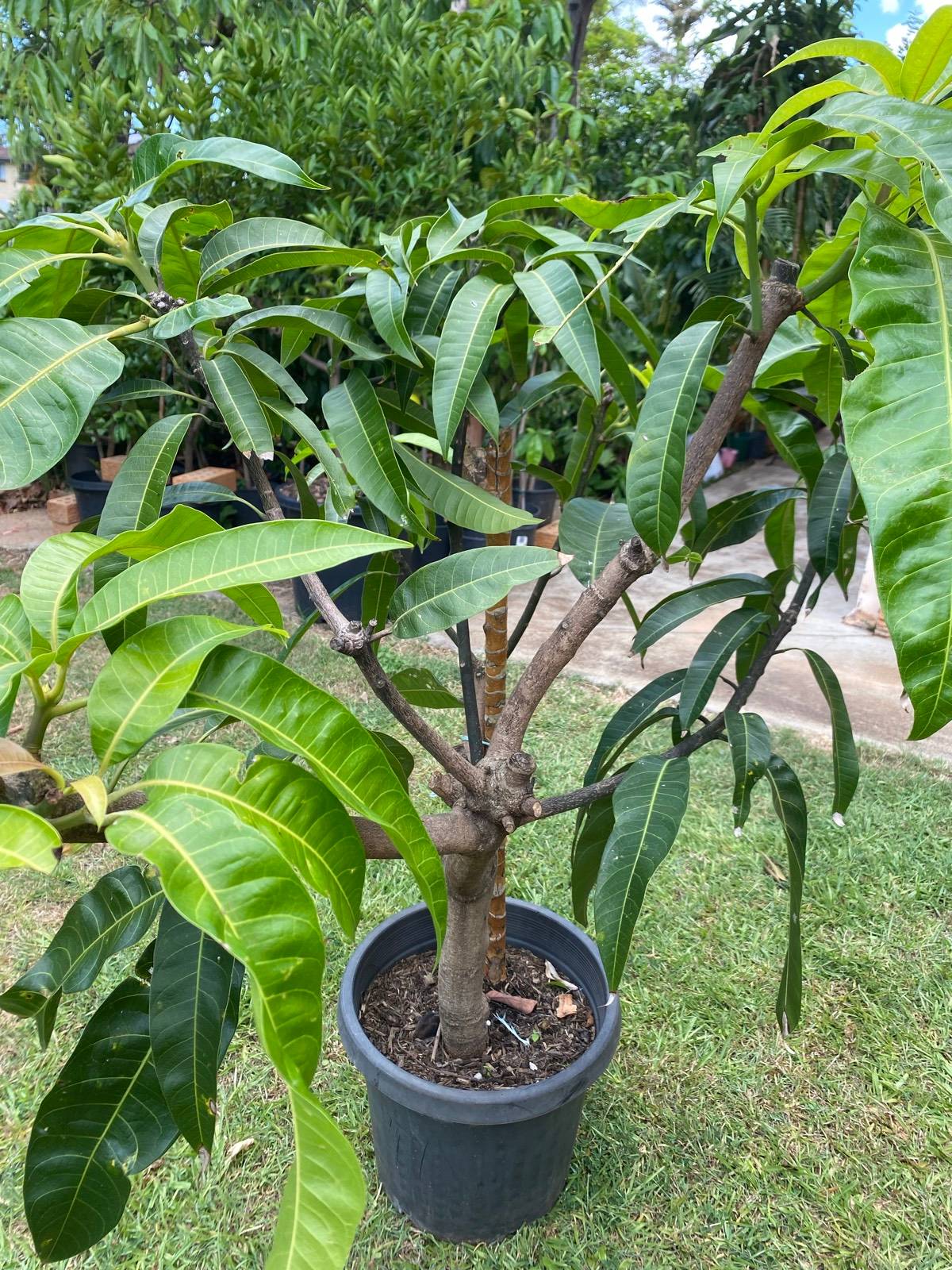 R2E2 Mango tree - Plants in Carseldine QLD | Gumtree Australia