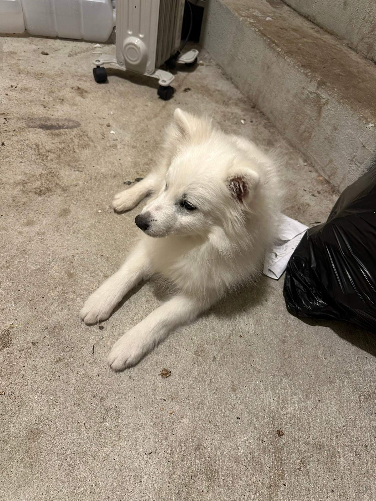 Japanese spitz breeds | Dogs & Puppies | Gumtree Australia Stirling ...