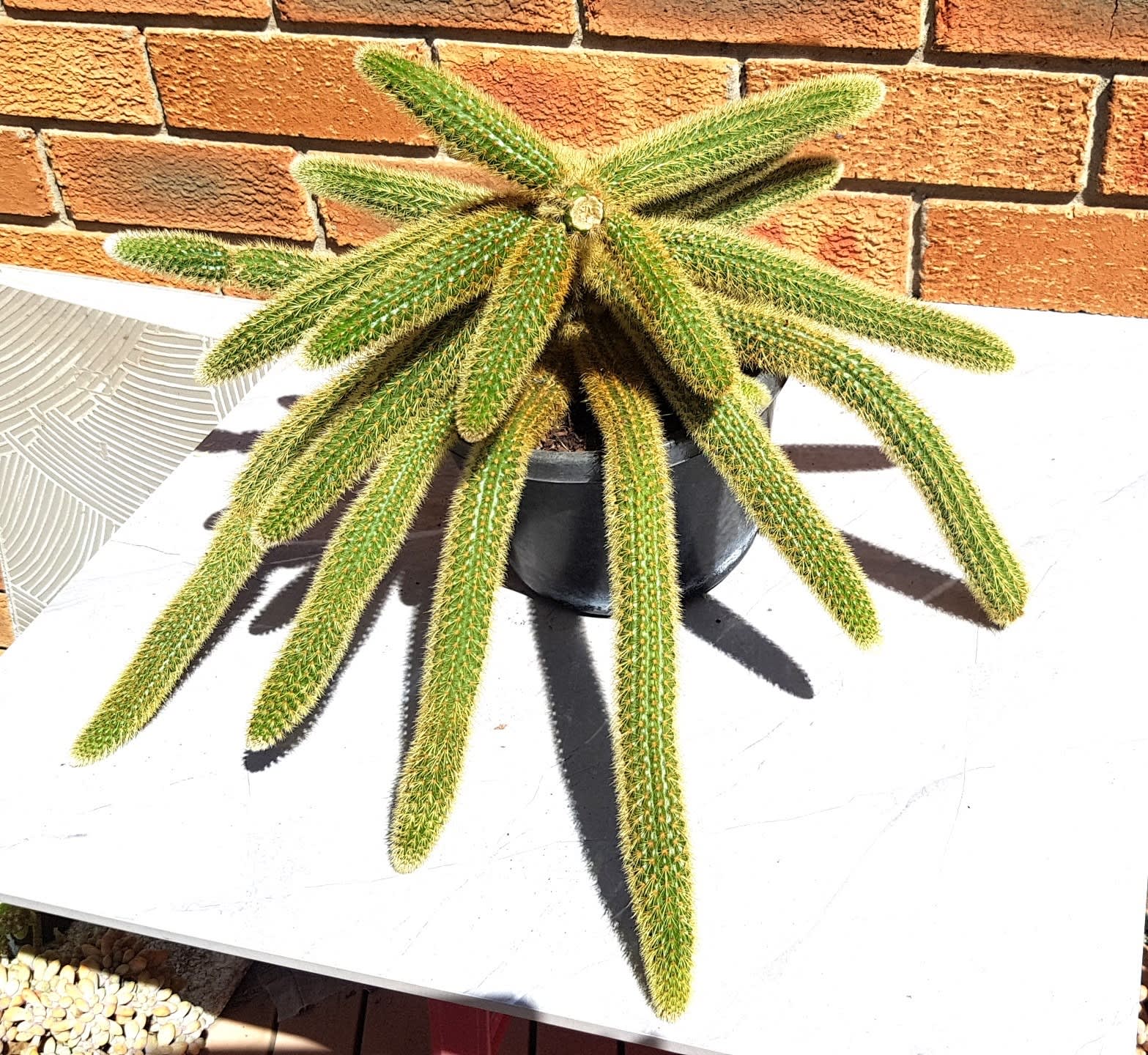 Extra-Large Cluster of Golden Rat Tail Cactus (Cleistocactus Winteri ...
