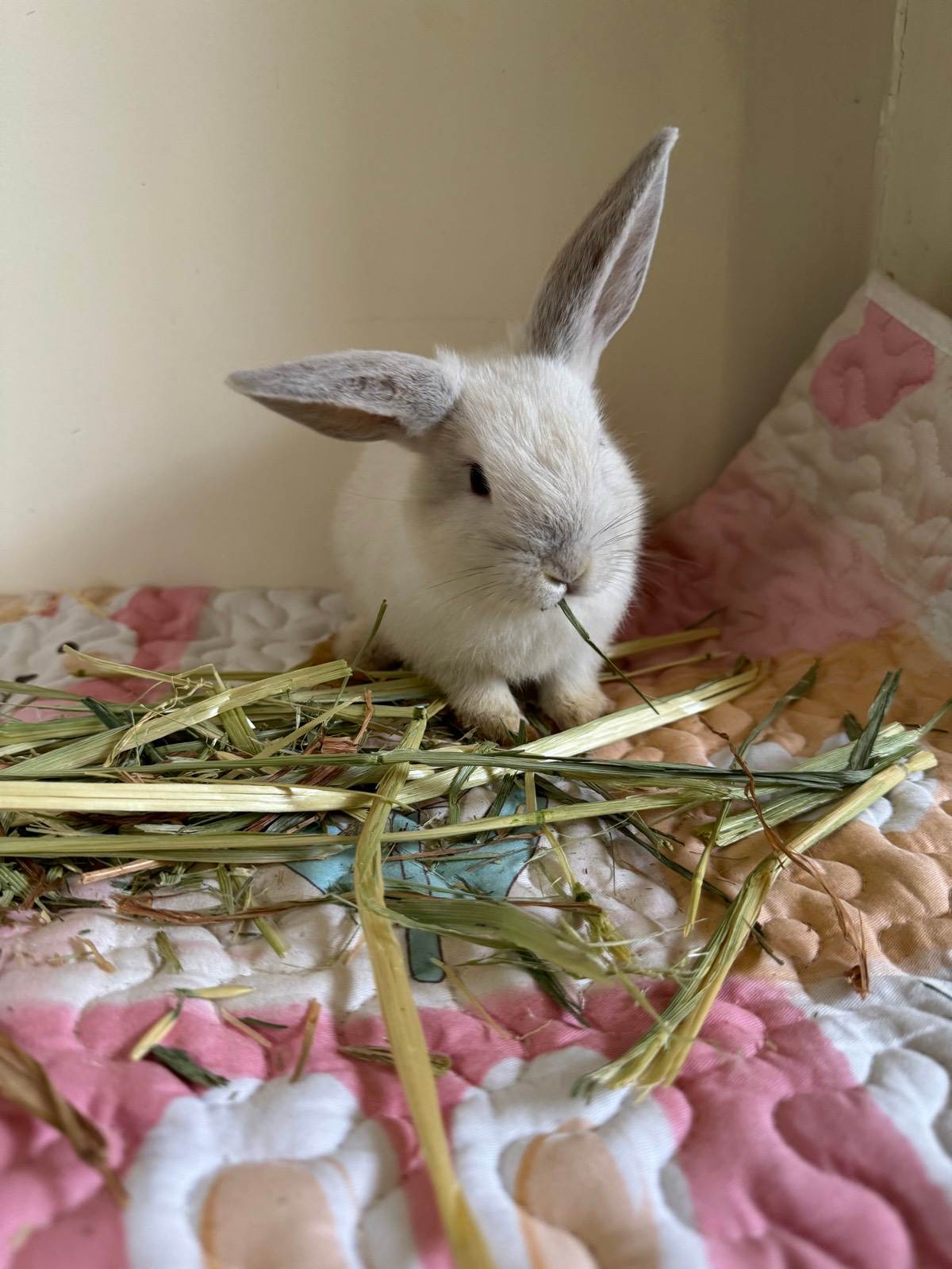 Mixed Mini Lop Bunny-Rabbit | Rabbits | Gumtree Australia Darebin Area ...