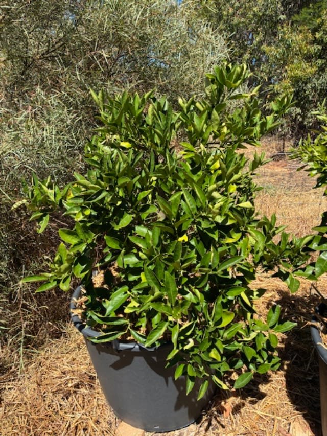 Mature blood orange citrus tree - Plants in Stoneville WA | Gumtree ...
