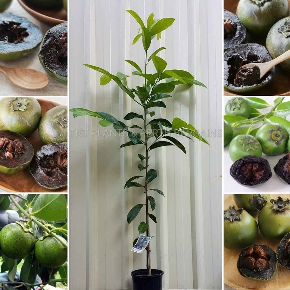 LARGE Black Sapote Chocolate Pudding Tree Diospyros nigra Fruit Trees ...