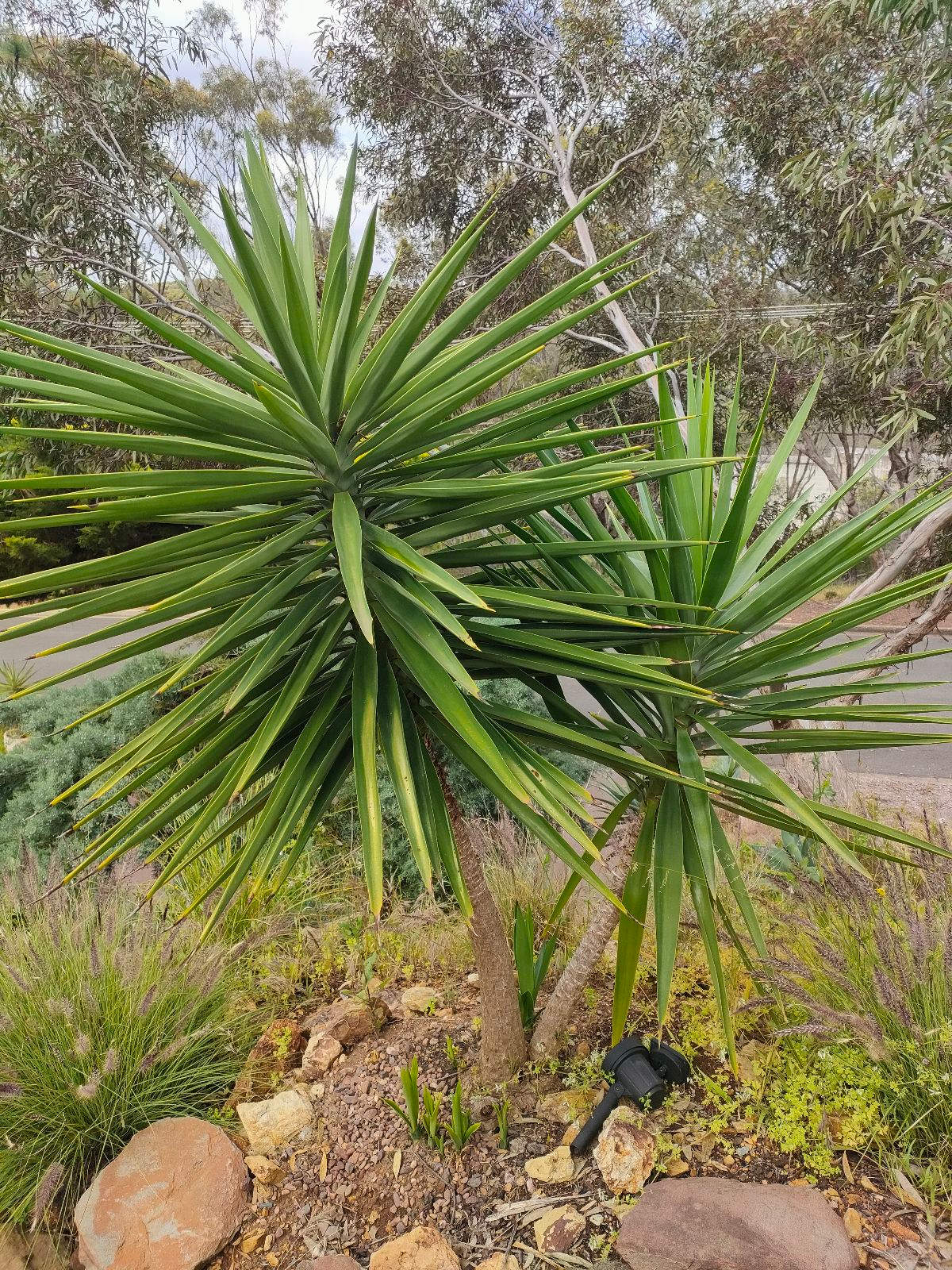 Large Yucca Plant - Free - pickup Flagstaff Hill - Plants in Flagstaff ...