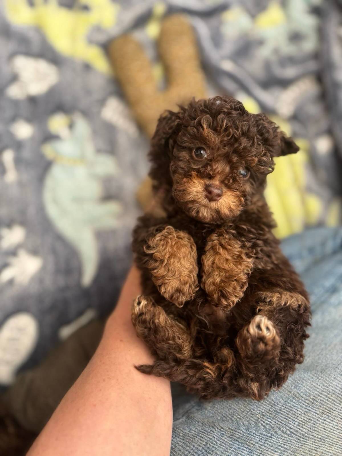 TINY Toy Moodle Puppies - DNA Clear and ADORABLE! Toy Poodle x Maltese ...