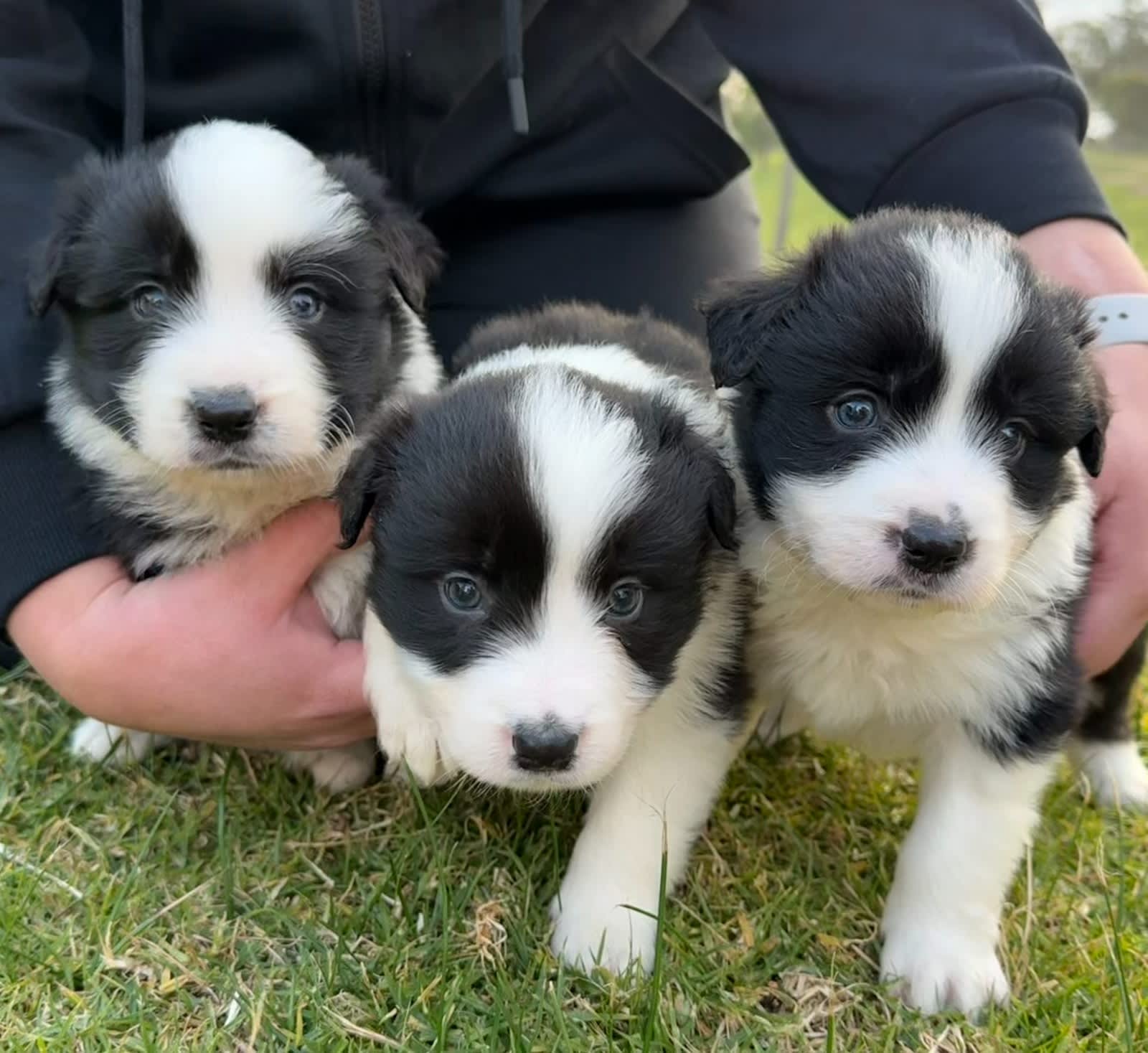 Registered Pure Bred Border Collie Pups | Dogs & Puppies | Gumtree ...