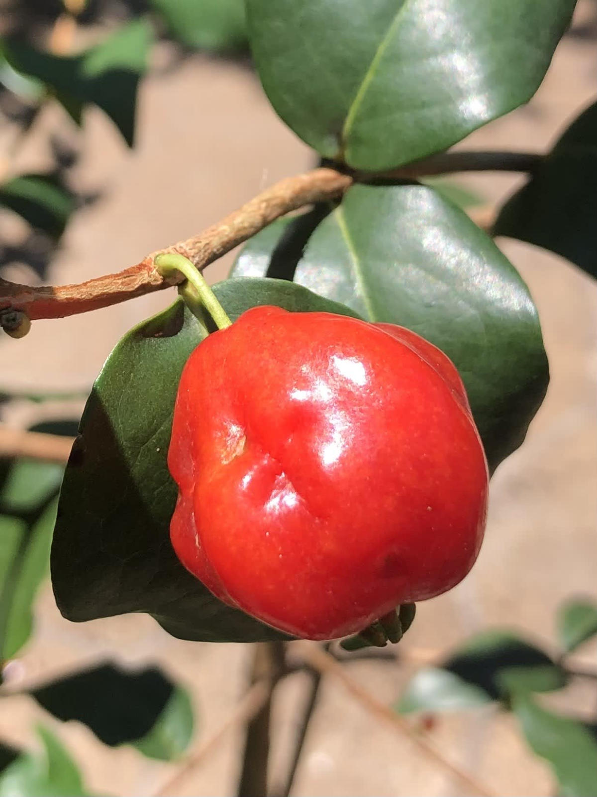 Advanced Brazilian Cherry fruit tree - Plants in Lakemba NSW | Gumtree ...