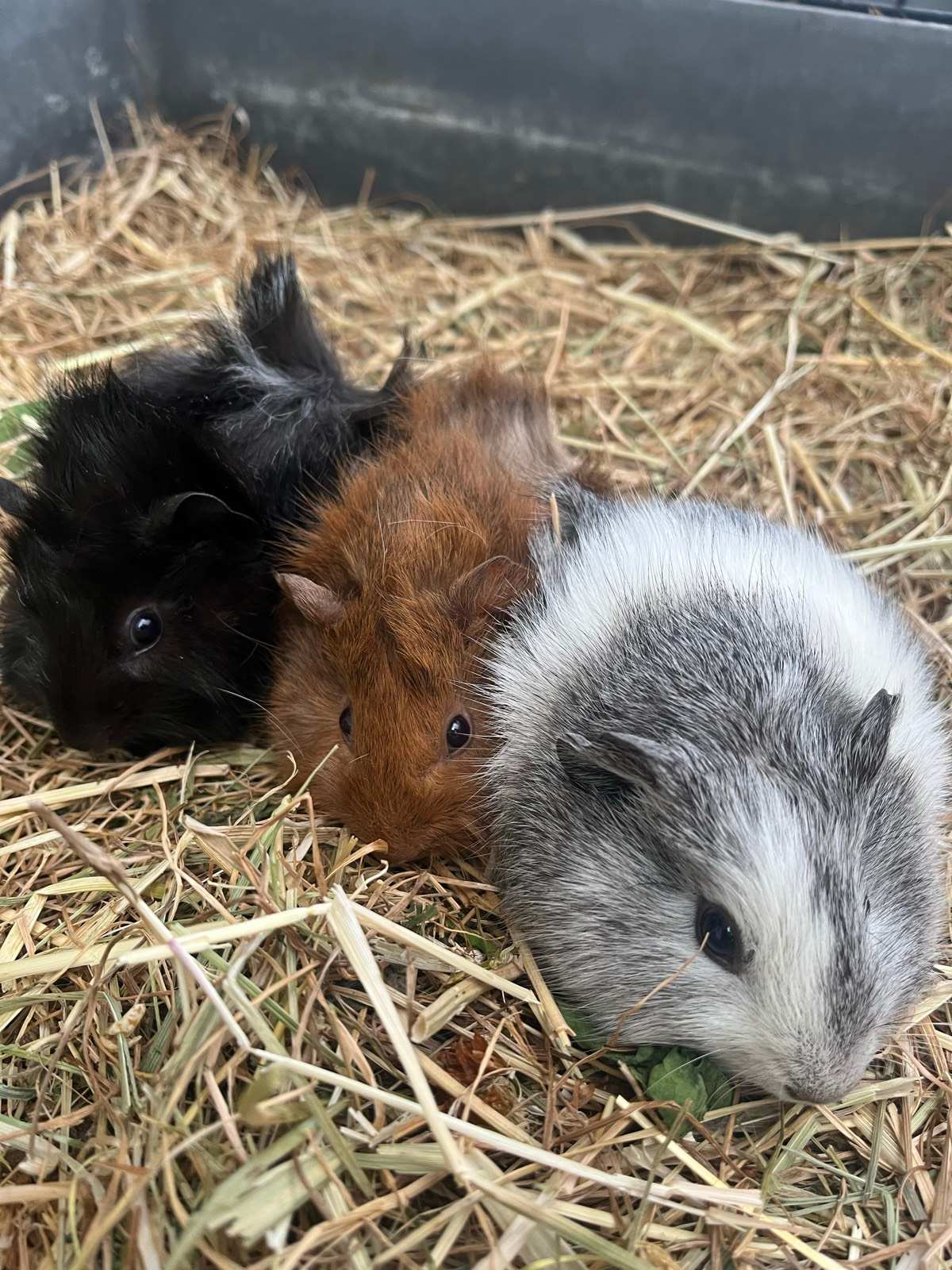 Baby male Guinea pigs | Other Pets | Gumtree Australia Frankston Area ...