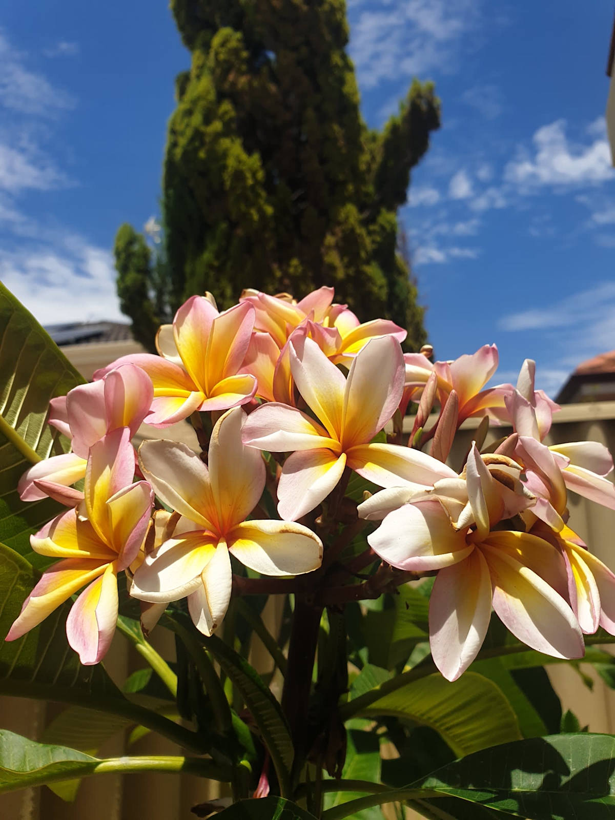 ETABLISHED FRANGIPANIS - Plants in Morley WA | Gumtree Australia