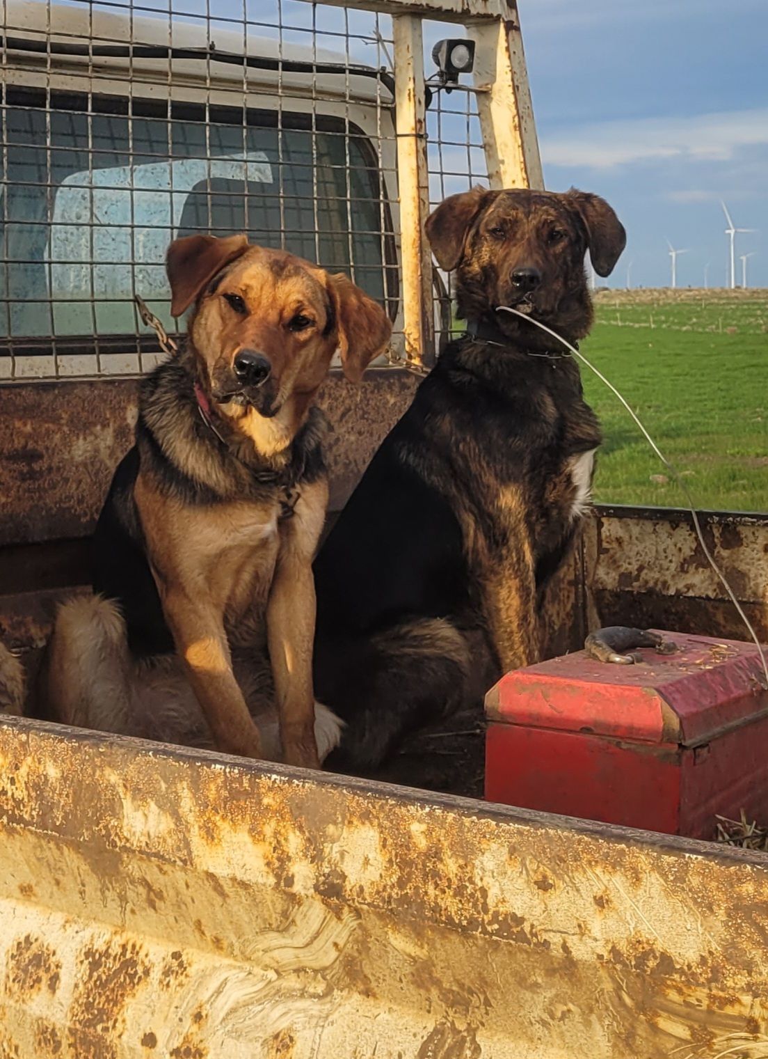 NZ Huntaway dogs | Dogs & Puppies | Gumtree Australia Golden Plains - Rokewood | 1336312403