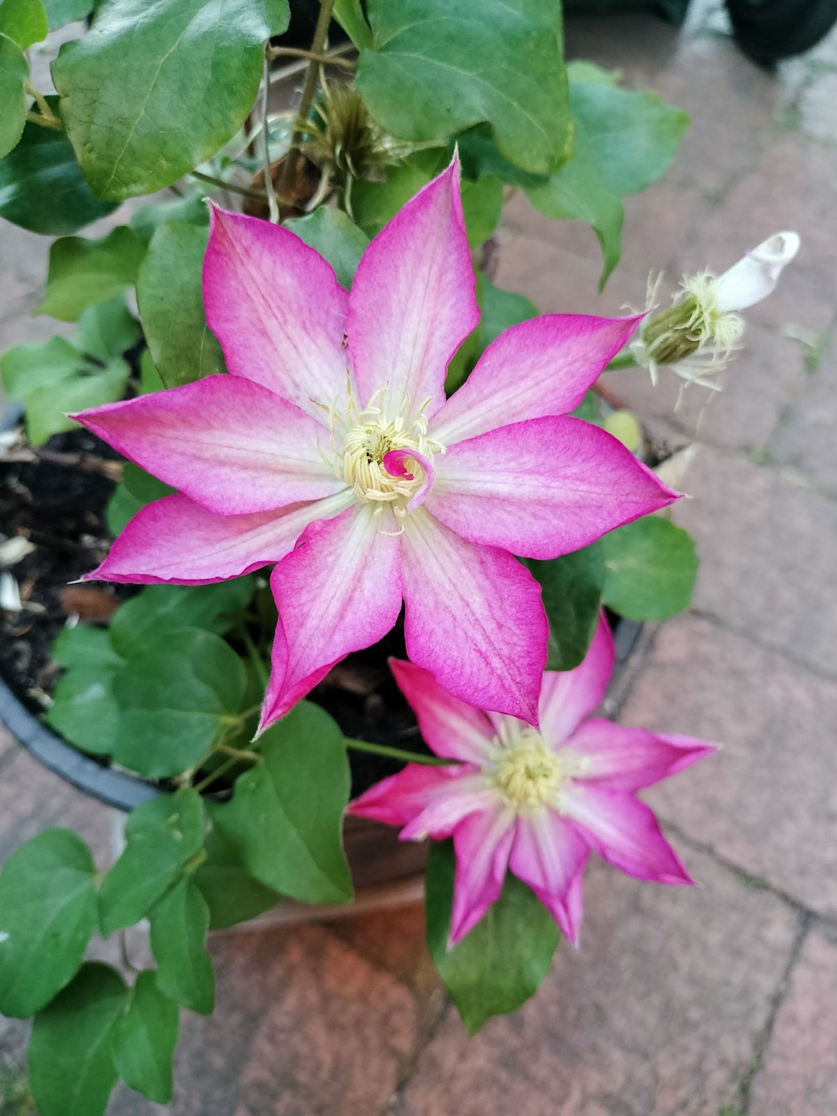 Clematis Asao / no offers - Plants in Roselands NSW | Gumtree Australia