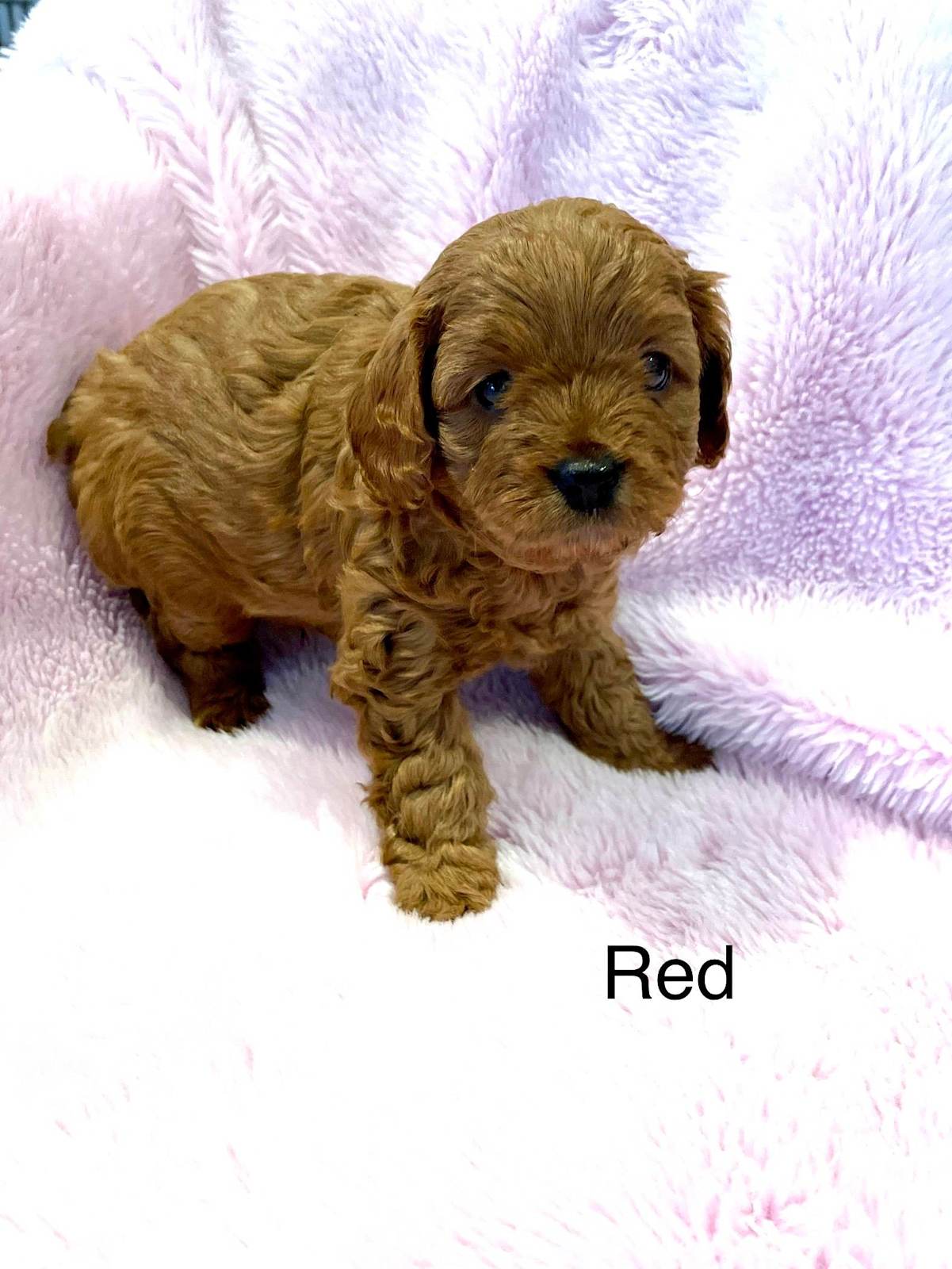 Adorable First Generation F1 Toy Cavoodle Puppies | Dogs & Puppies ...