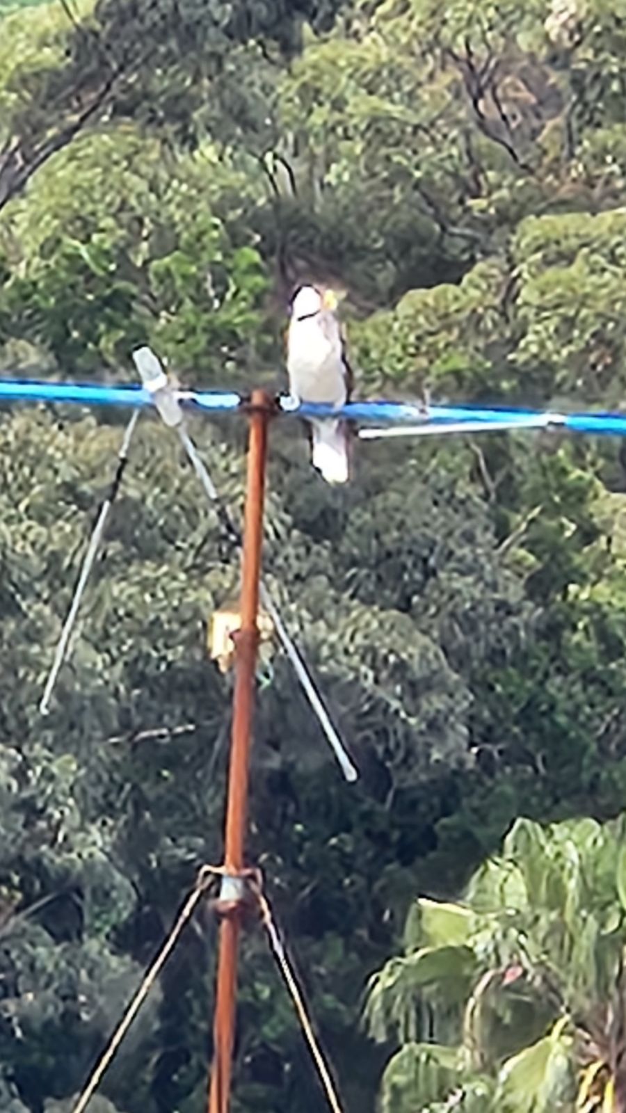 home for rent bush location - for Rent | Gumtree Australia