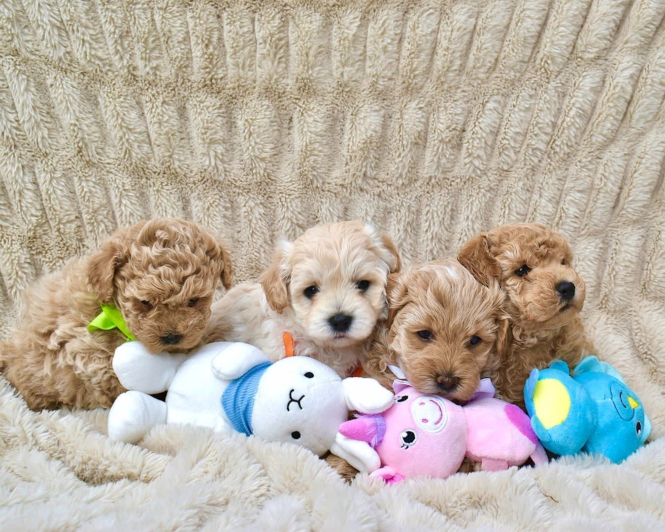 SHORT-LEGGED TOY MOODLE PUPPIES~ SOLD: TAKING WAITLIST FOR NEXT LITTER | Dogs & Puppies ...