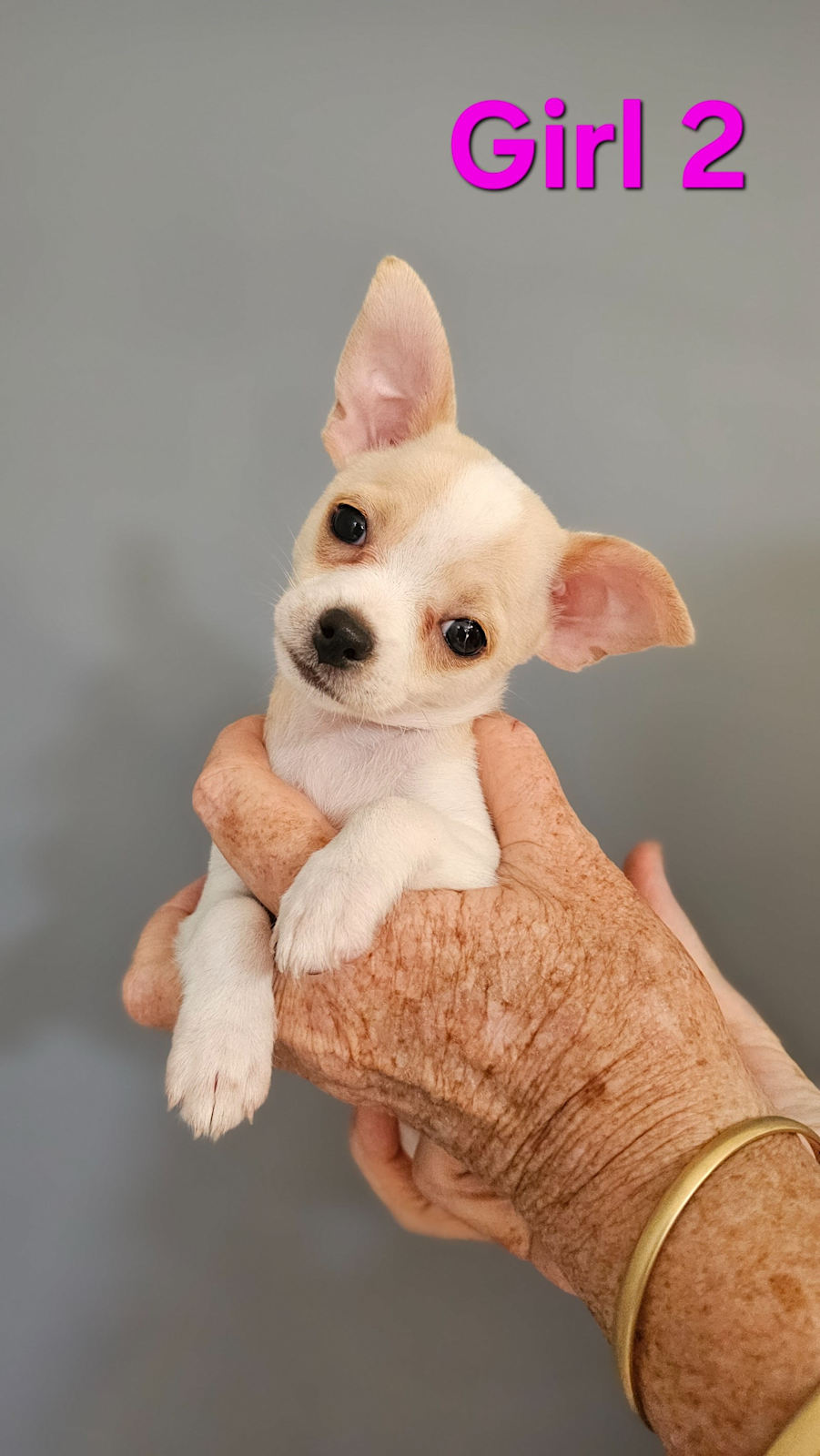 Purebred Chihuahua Puppies | Dogs & Puppies | Gumtree Australia ...
