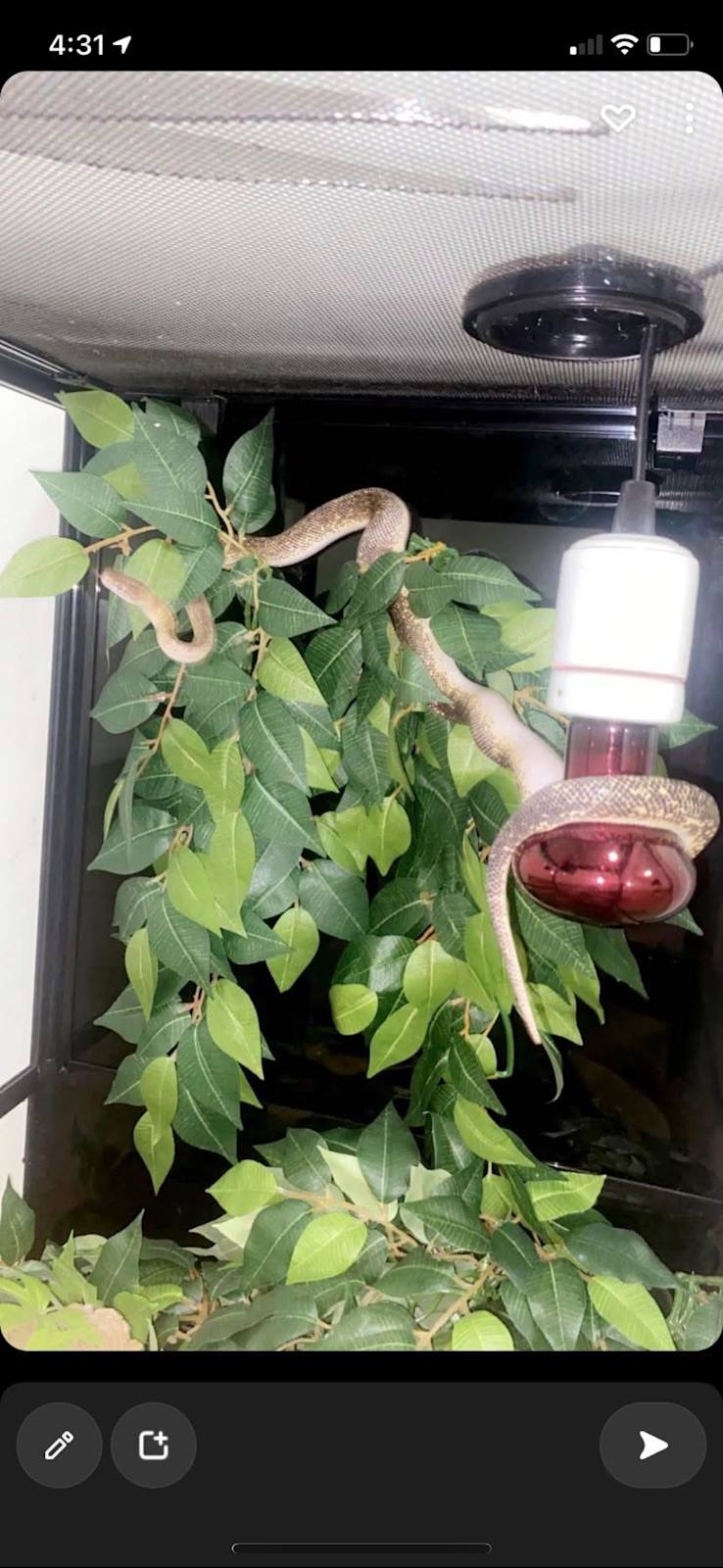 Marble childrens python | Reptiles & Amphibians | Gumtree Australia ...