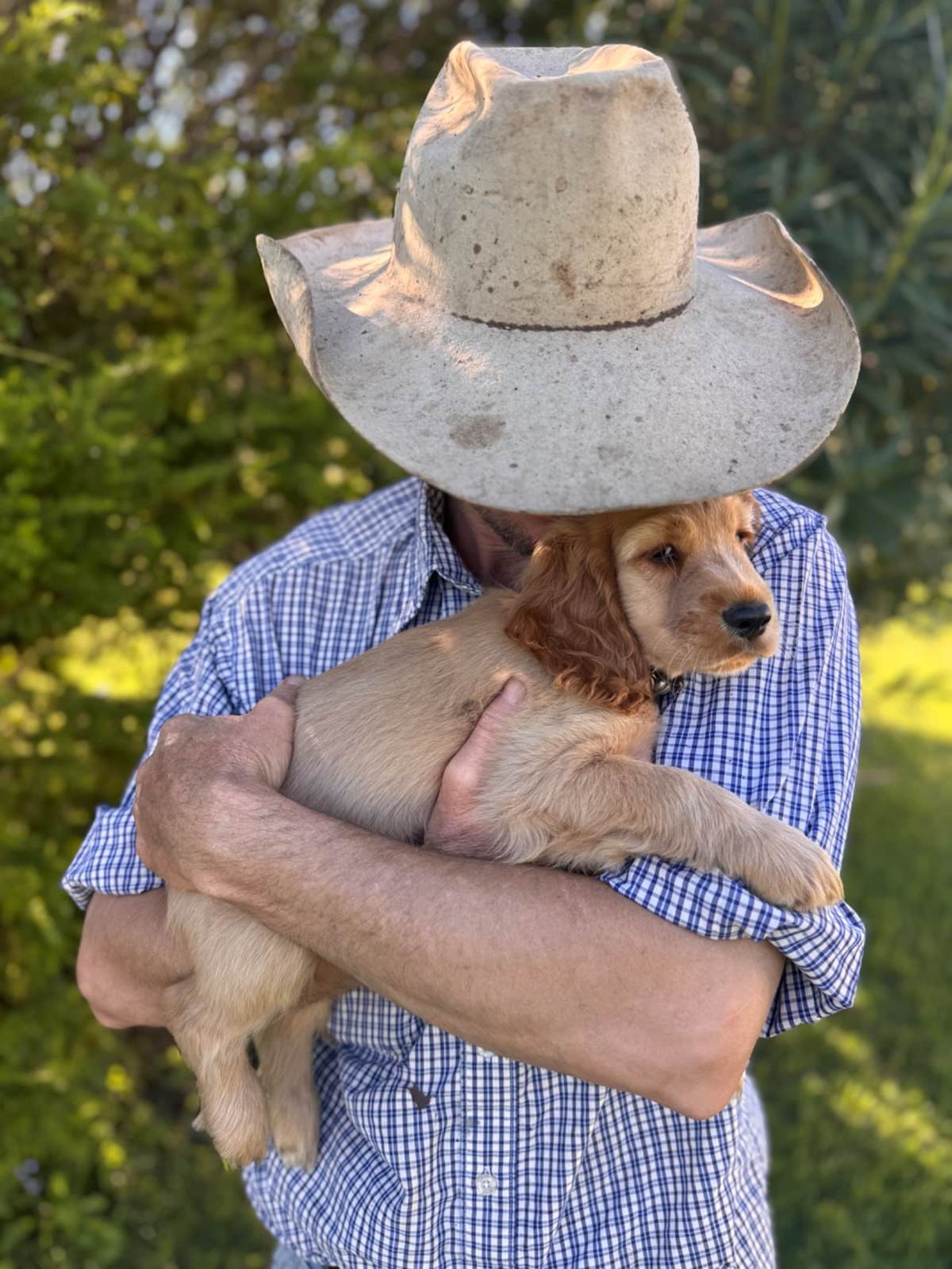 PUREBRED COCKER SPANIEL PUPS | Dogs & Puppies | Gumtree Australia ...