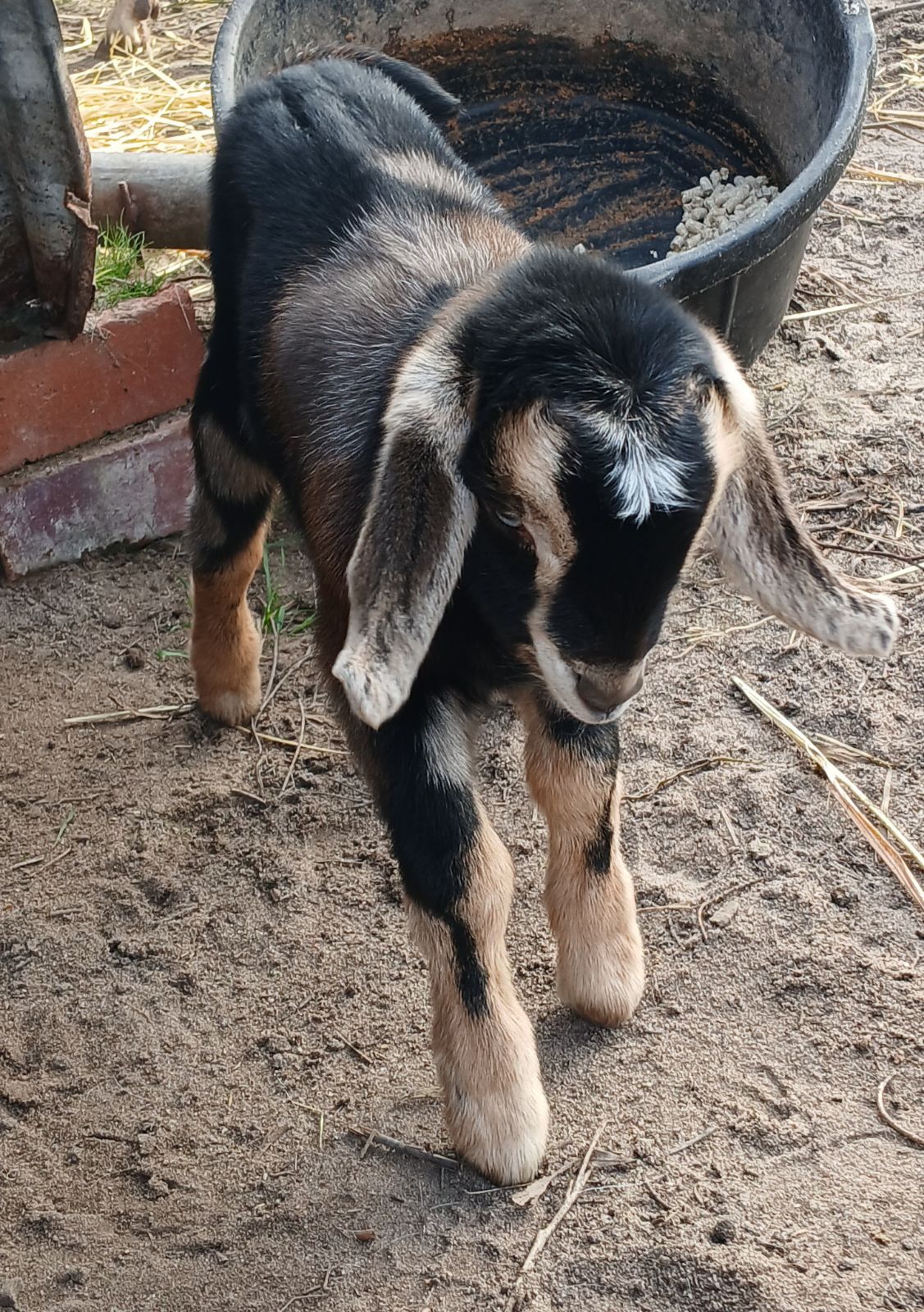 Anglo Nubian X British Alpine buckling | Livestock | Gumtree Australia ...