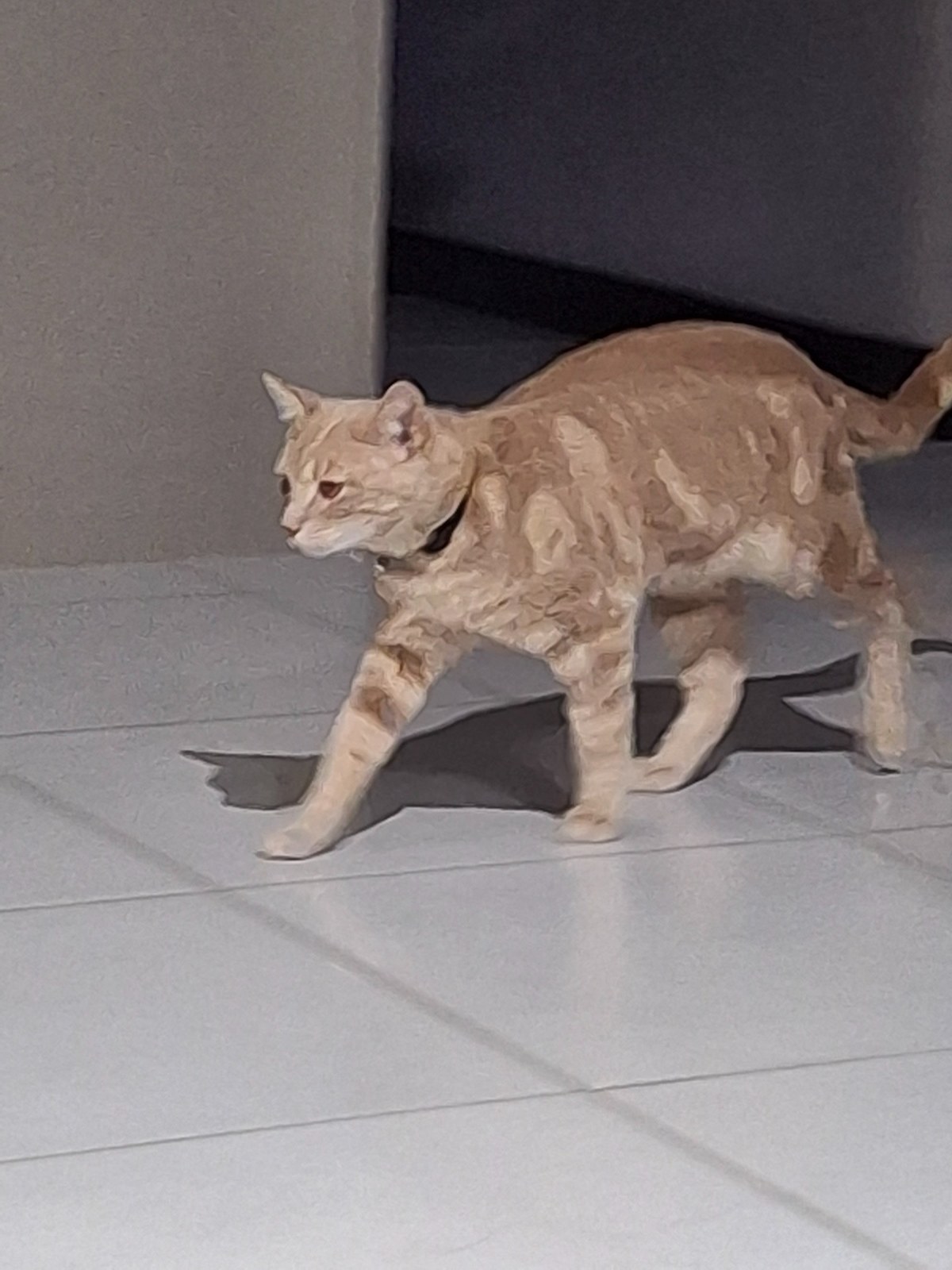 Orange Felin cat | Cats & Kittens | Gumtree Australia Cardinia Area ...