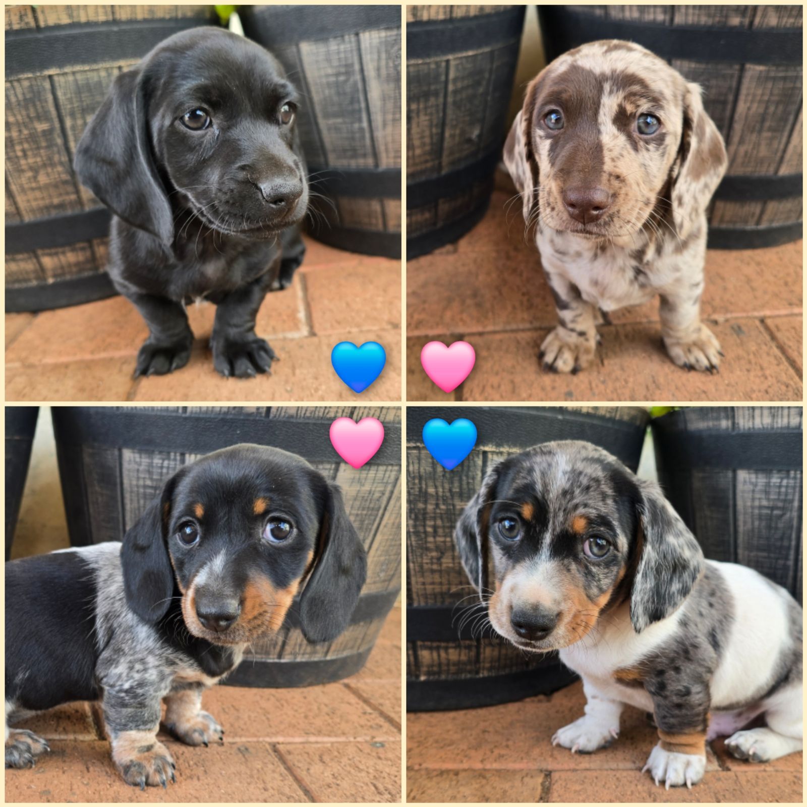 Miniature Dachshund Puppies ~ Purebred | Dogs & Puppies | Gumtree ...