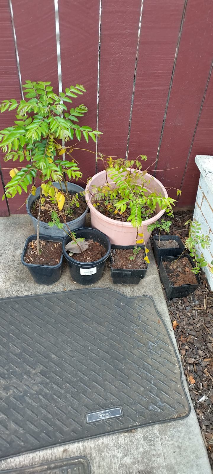 Curry Plants - Plants in Tullimbar NSW | Gumtree Australia