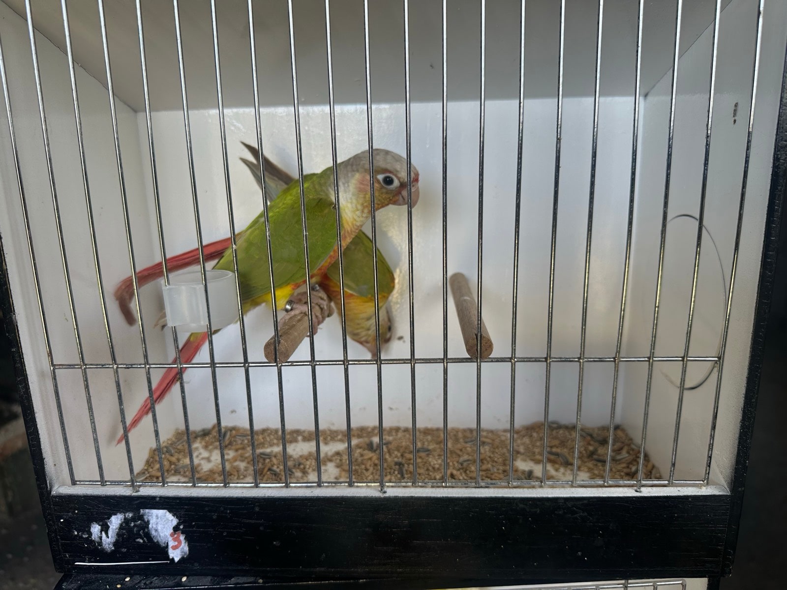Pineapple Green cheek conure DNA pair | Birds | Gumtree Australia ...