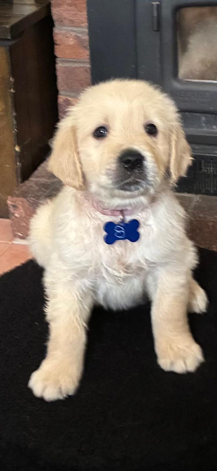 Purebred Golden retriever puppies | Dogs & Puppies | Gumtree Australia ...