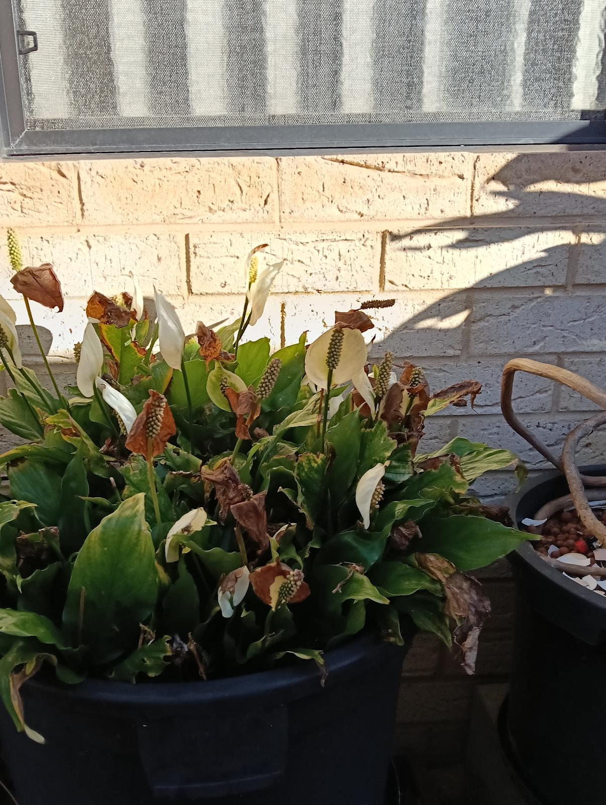 A pot of Peace Lily for sale - Plants in Mandurah WA | Gumtree Australia