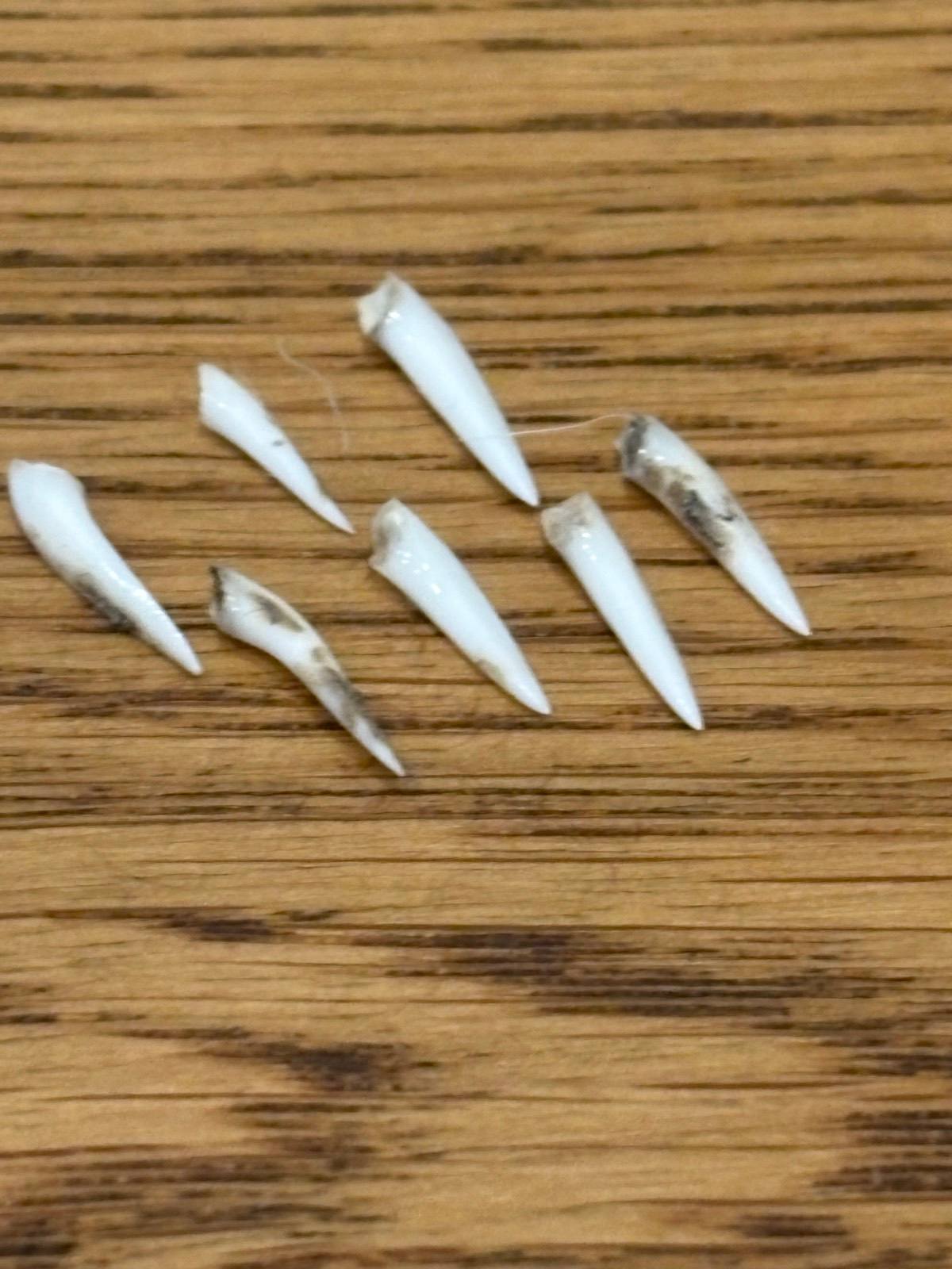 RETICULATED PYTHON TEETH FROM ESTATE taxidermy - Collectables in ...