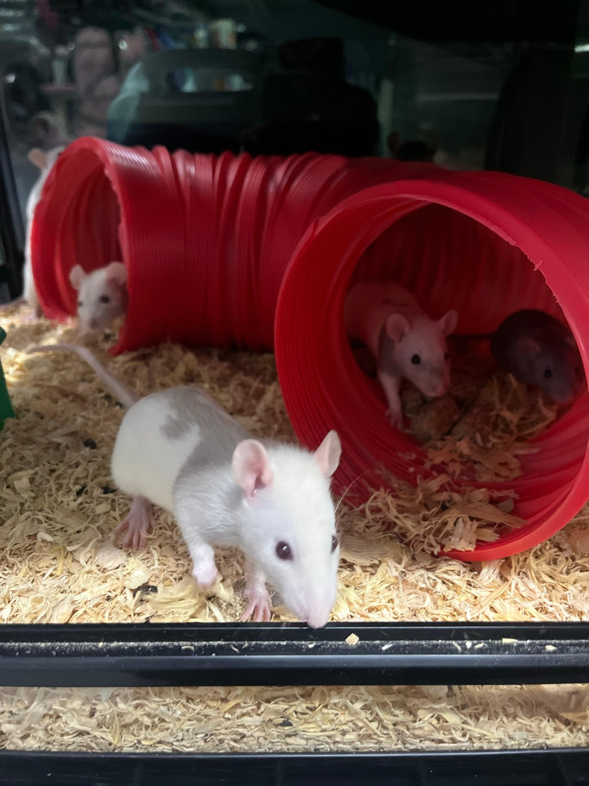 Rats FOR SALE | Other Pets | Gumtree Australia Logan Area - Greenbank ...