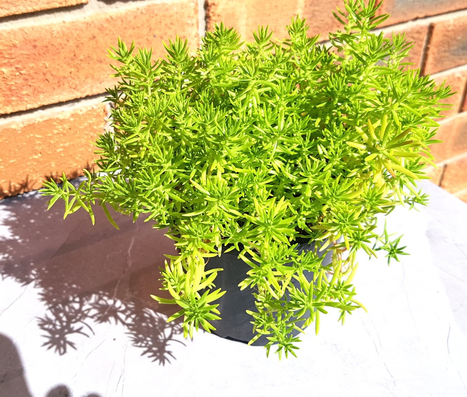 Large Cluster Sedum Gold Mound - Pickup: Eltham North Victoria - Plants ...
