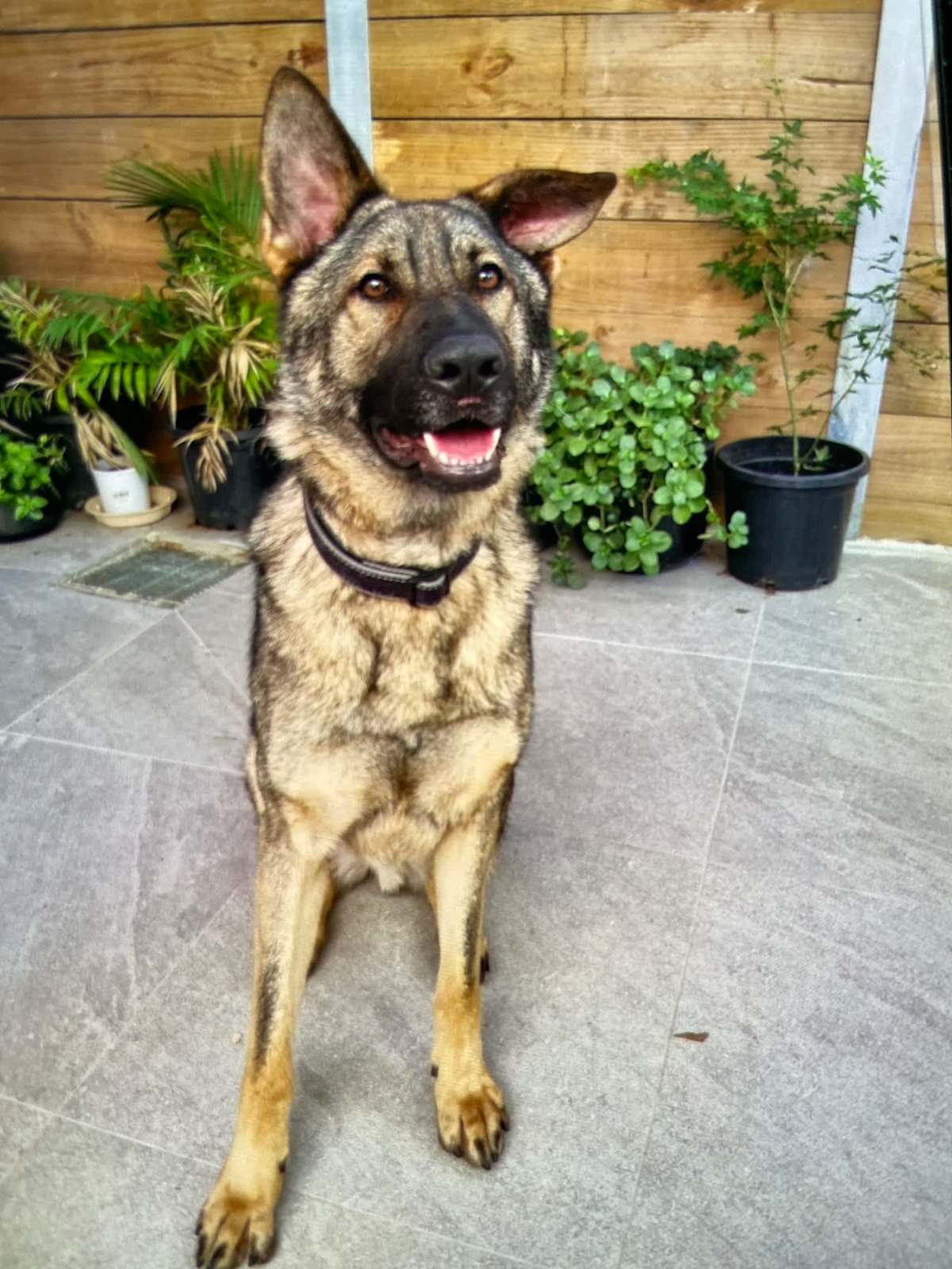 Gran shepherd | Dogs & Puppies | Gumtree Australia Moonee Valley ...