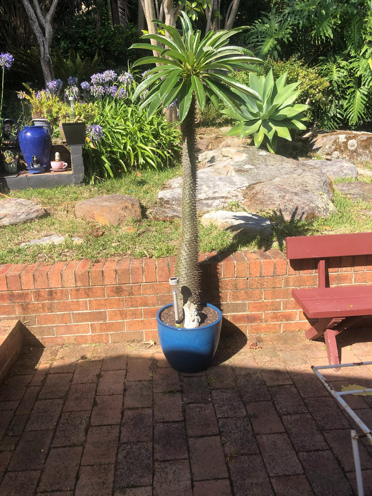 BEAUTIFUL / HEALTHY MADAGASCAR PALM AND POT APPROX 8 YEARS OLD - Plants ...