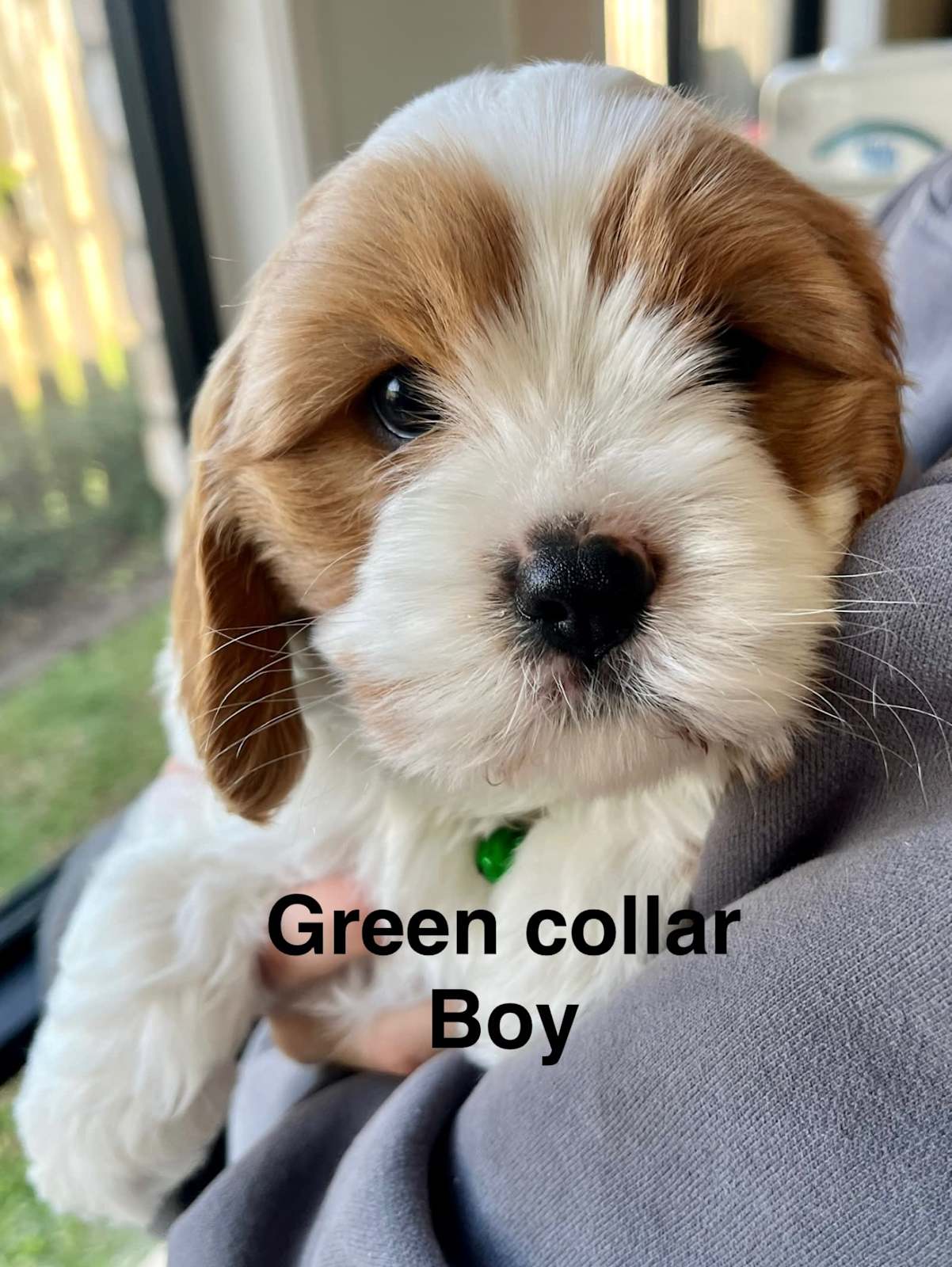 Gorgeous F2 Mini Cavoodle Puppies for sale
