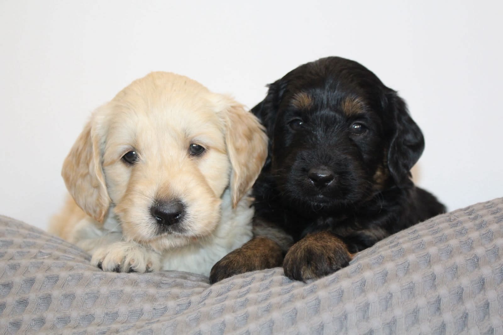 Groodle Puppies for Sale (Golden Retriever x Poodle) | Dogs & Puppies ...