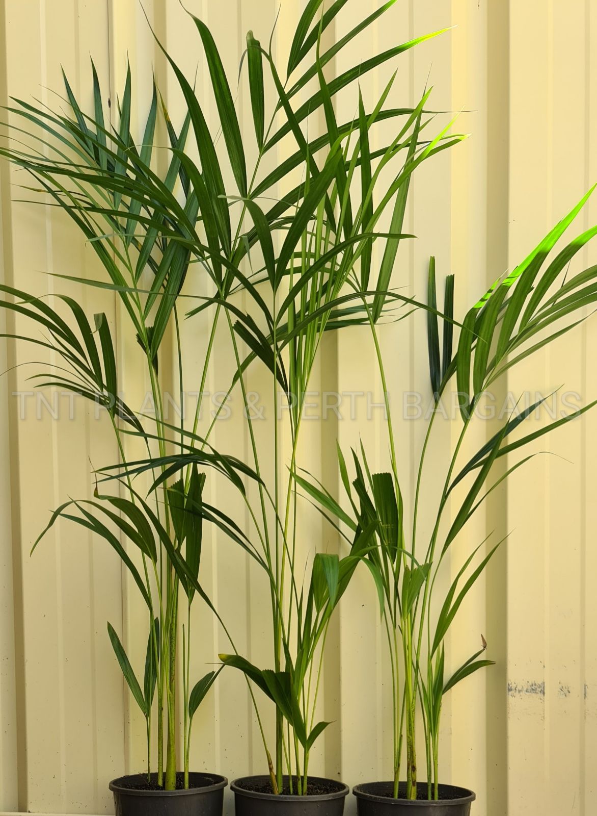 ***BARGAIN*** Multiplanted Golden Cane Palm Trees Plants 1.4L ...