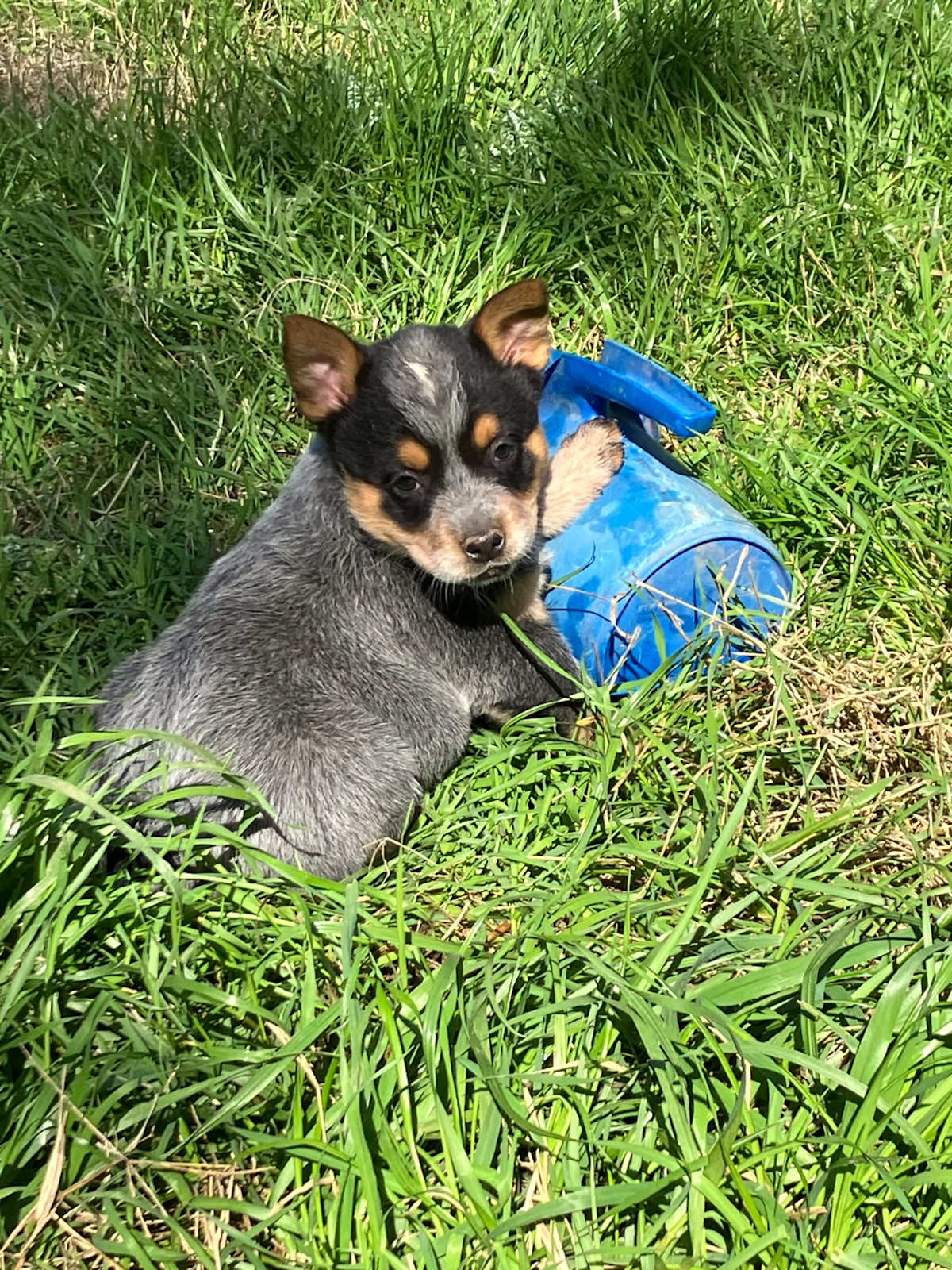 Stumpy Cattle dog pups | Dogs & Puppies | Gumtree Australia Tamworth ...
