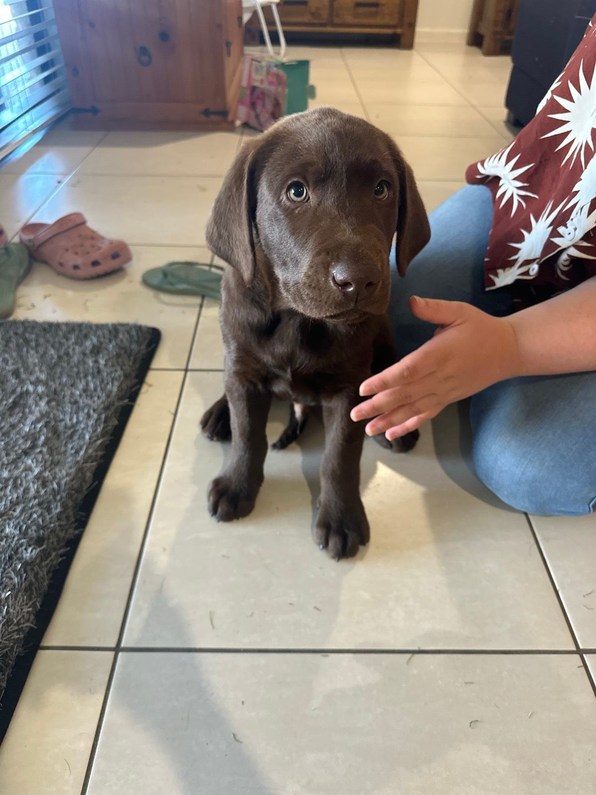 Purebred Chocolate Labrador puppy for sale