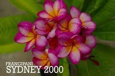 Frangipanis various colours (2 per pot) $45ea OCEAN REEF - Plants in ...
