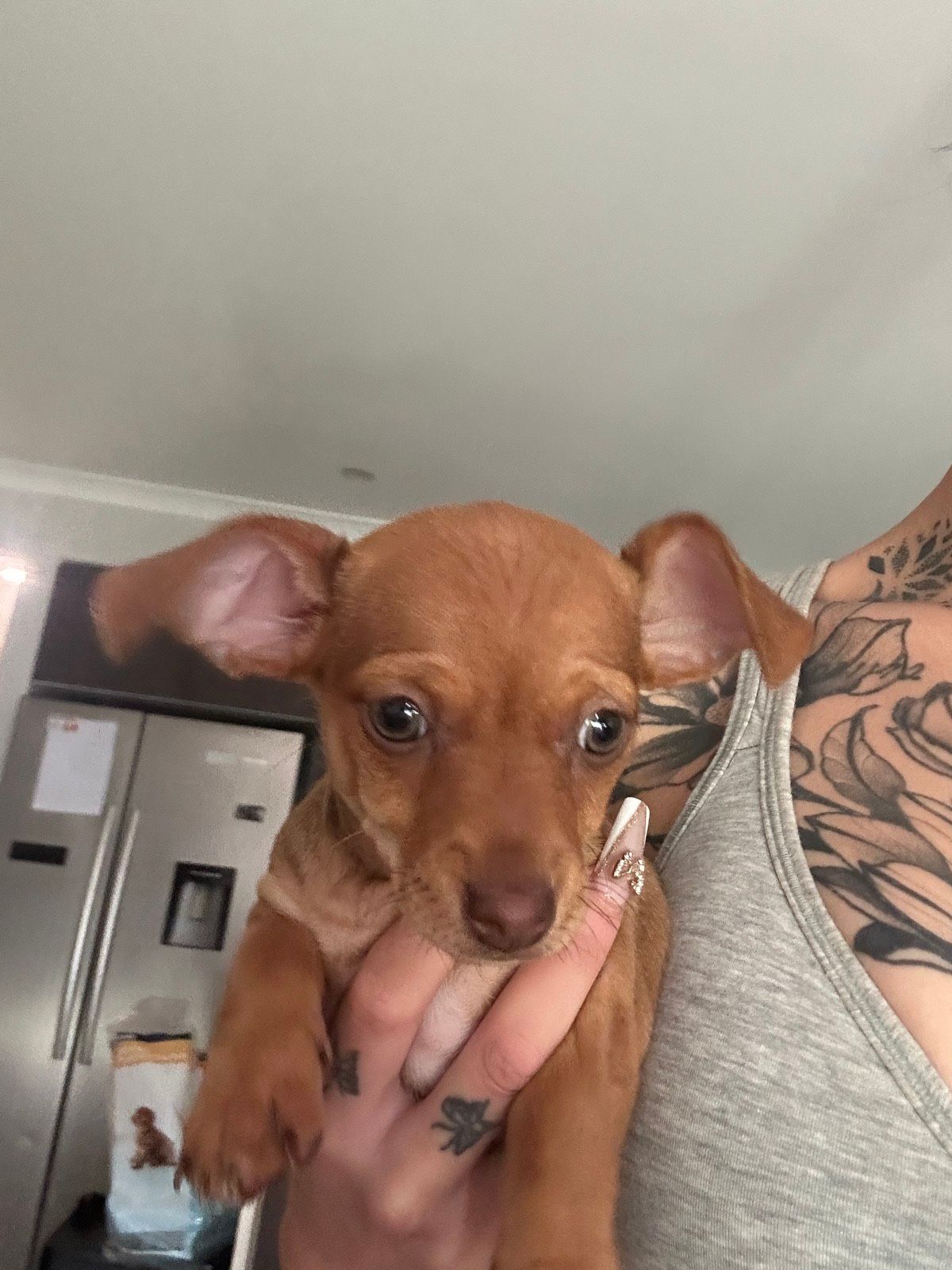 2 available litters one litter ready to go now! | Dogs & Puppies ...