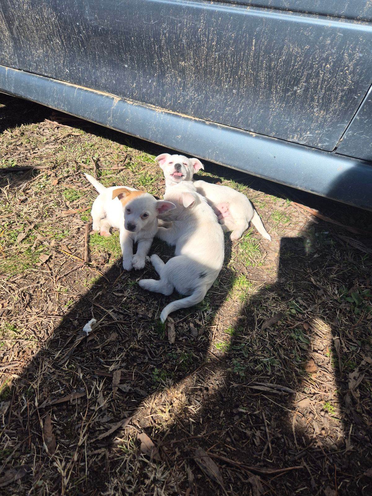 jack Russell Cross mini foxy