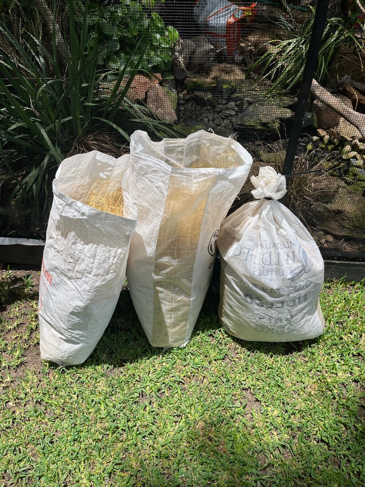 November swamp grass - Plants in Moorooka QLD | Gumtree Australia